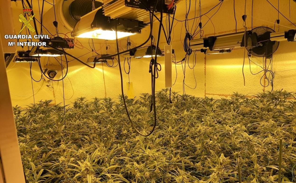 La Guardia Civil desmantela tres plantaciones de marihuana en urbanizaciones de lujo en Calpe ...